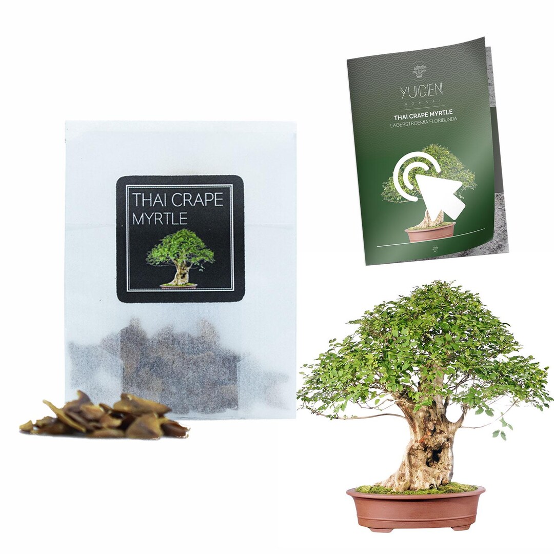 30 Thai Crape Myrtle Bonsai Seeds | Grow a Bonsai Tree | Lagerstroemia Floribunda | Growing ...