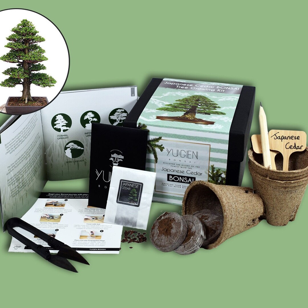 Japanese Cedar Bonsai Growing Kit Grow Your Own Bonsai Tree - Etsy UK