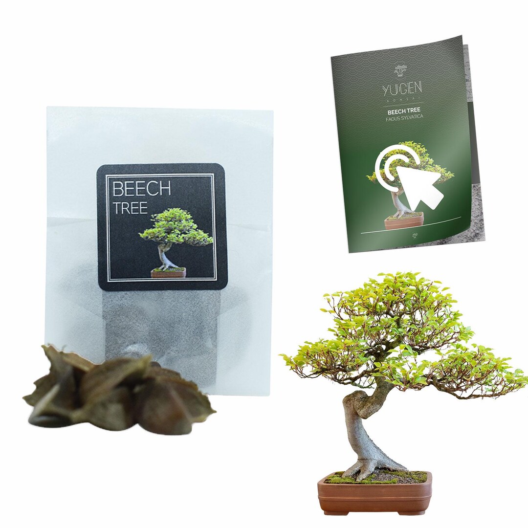 10 Beech Tree Seeds | Grow Your Own Bonsai Tree | Fagus Sylvatica ...