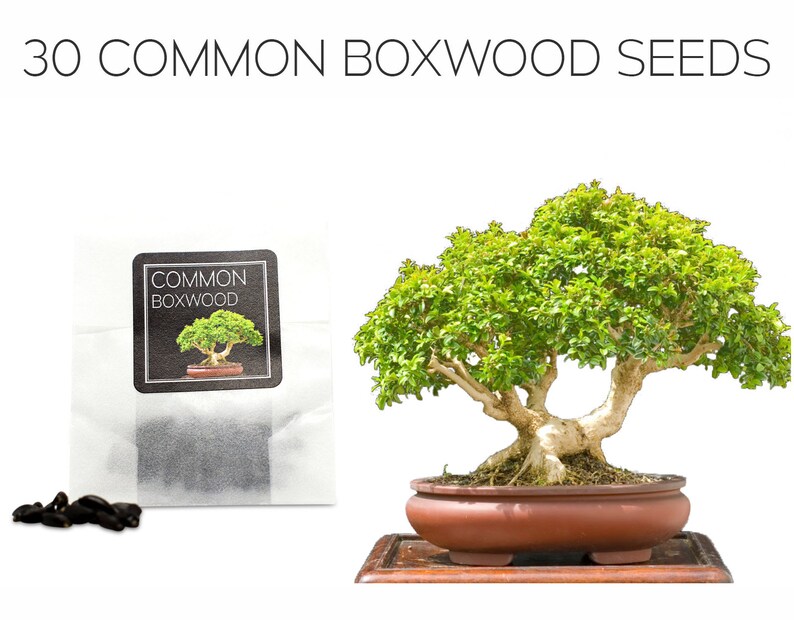 30 Common Boxwood Seeds Grow Your Own Bonsai Tree Buxus | Etsy