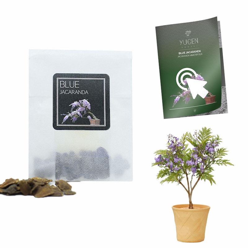 Jacaranda Plant Bonsai - Etsy UK
