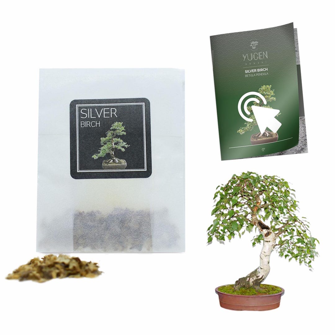 30 Silver Birch Seeds | Grow Your Own Bonsai Tree | Betula Pendula ...