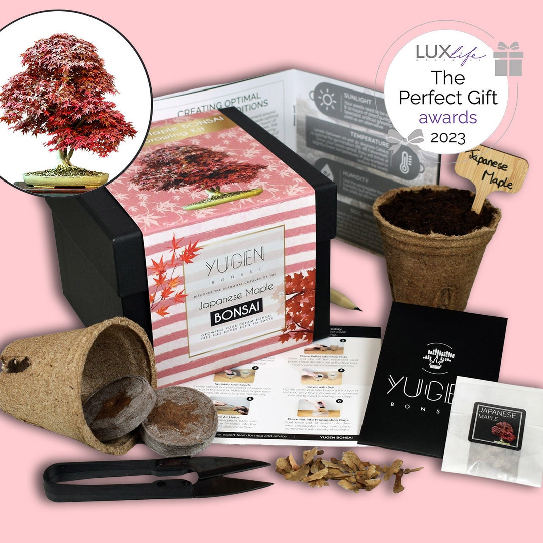 Japanese Maple Bonsai Growing Kit | Grow Your Own Bonsai Tree | Perfect ...