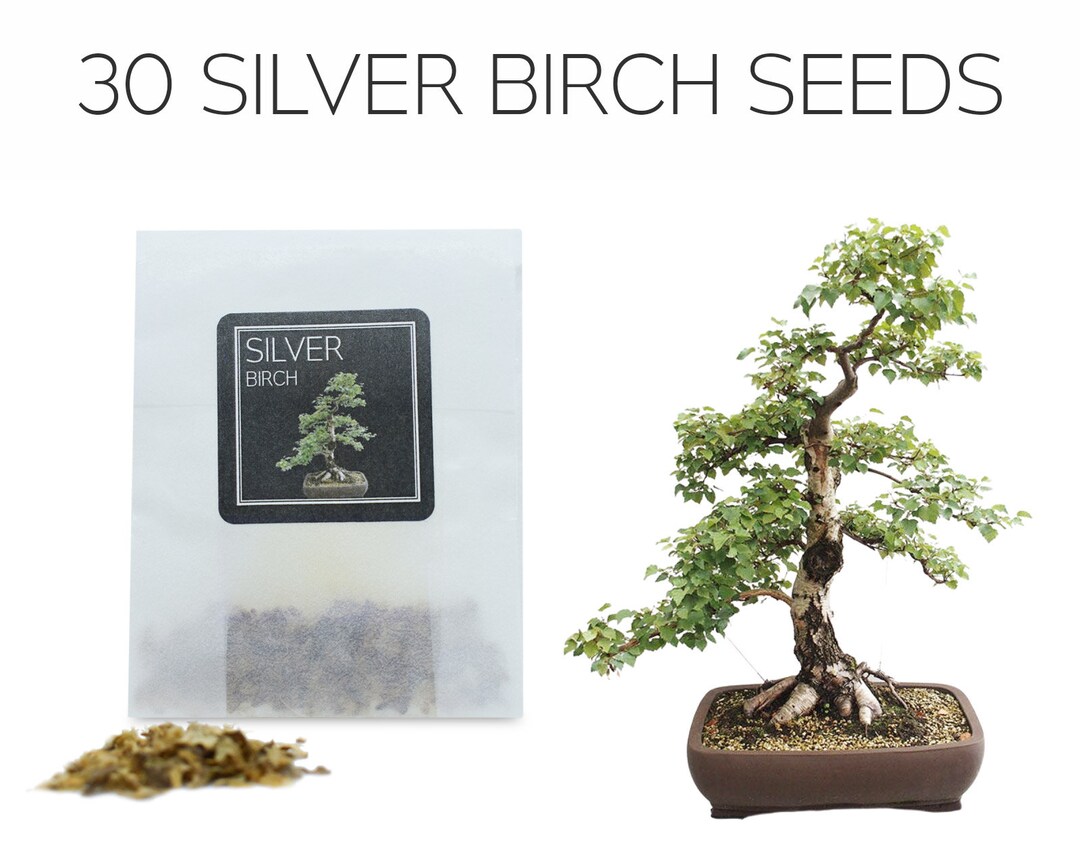 30 Silver Birch Seeds Grow Your Own Bonsai Tree Betula Pendula Growing ...