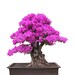 30 Chinese Redbud Bonsai Seeds | Grow Your Own Bonsai Tree | Cercis ...