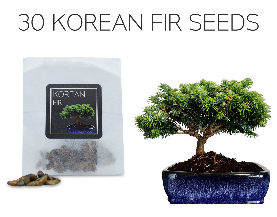 30 Korean Fir Bonsai Seeds Grow Your Own Bonsai Tree Abies Koreana ...