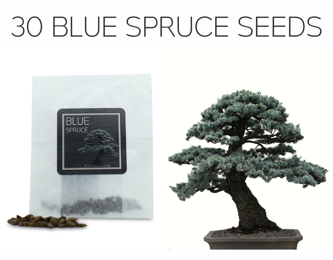 30 Blue Spruce Seeds Grow Your Own Bonsai Tree Picea | Etsy