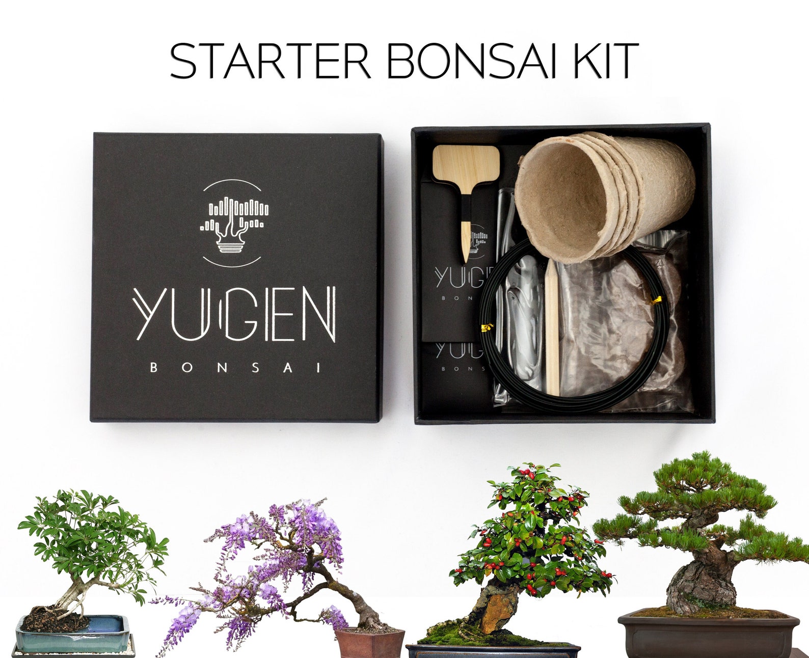 Starter Bonsai Seeds Kit Grow Your Own Bonsai Trees - Etsy