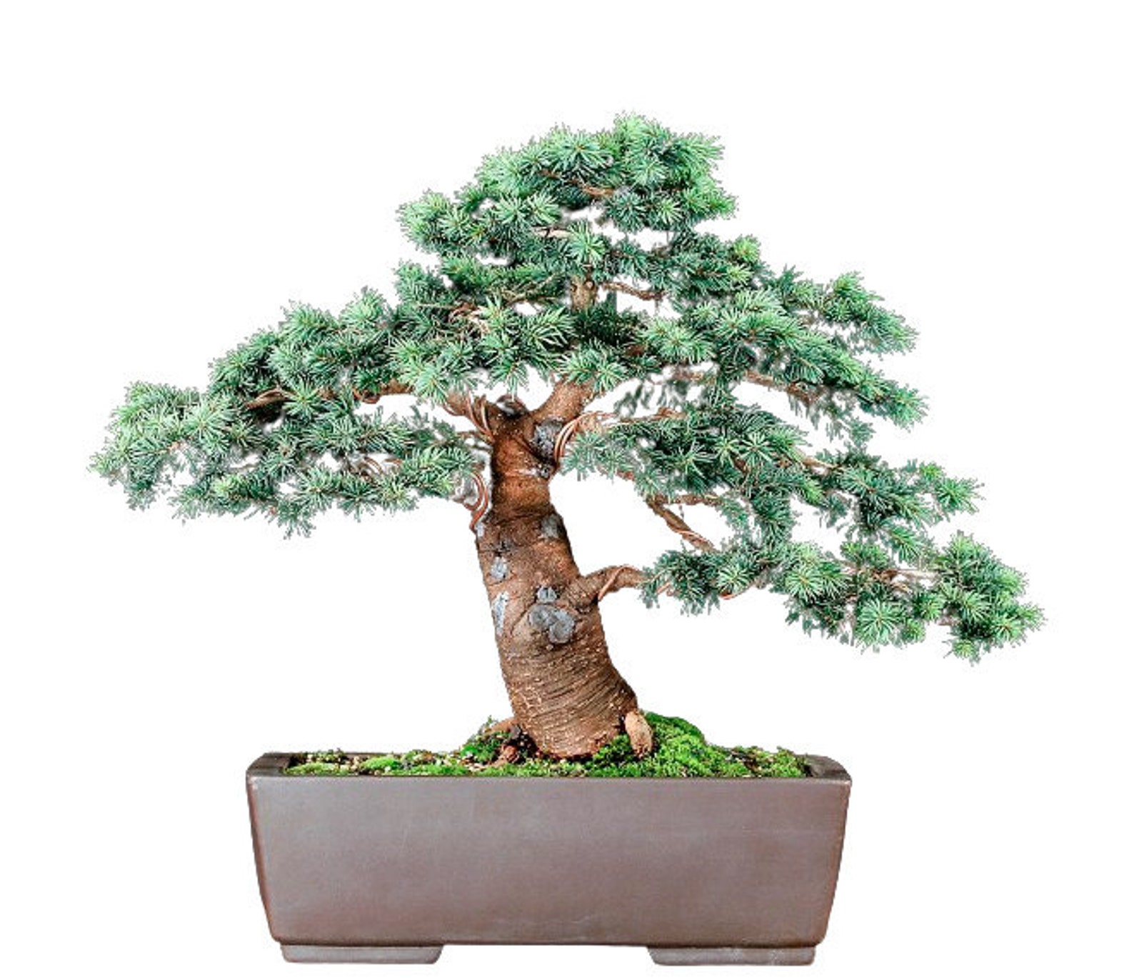 Blue Spruce Bonsai Growing Kit Grow Your Own Bonsai Tree - Etsy UK
