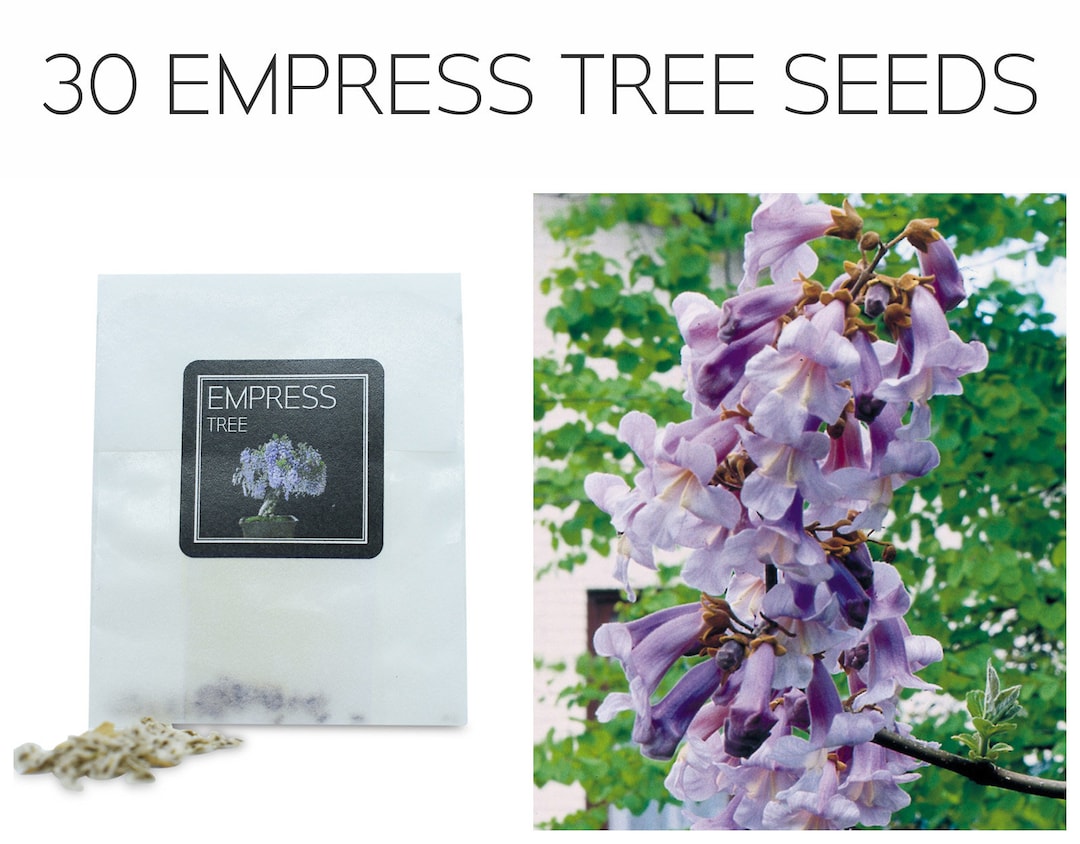 30 Empress Tree Seeds Grow Your Own Bonsai Tree Paulownia Tomentosa ...