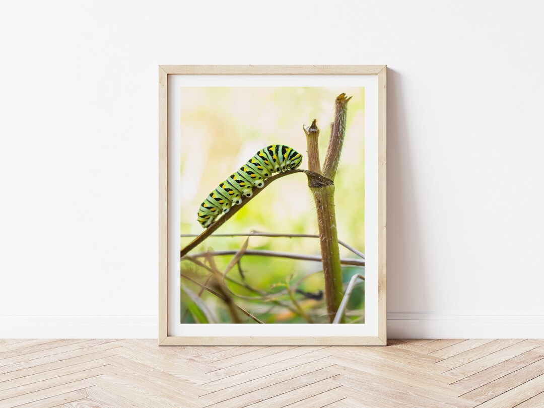 Caterpillar Decor, Cottage Wall Art, Cottagecore Printable, Cottage ...