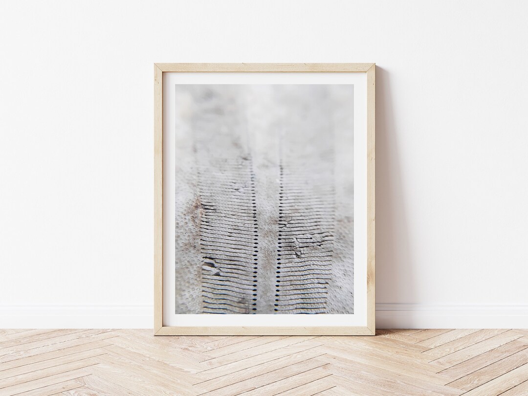 Neutral Coastal Wall Decor Coastal Farmhouse Print Sand Dollar Wall Art ...
