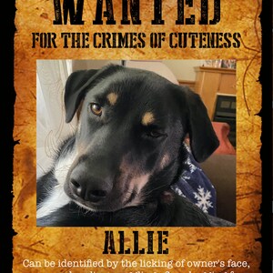 Pet Wanted Poster - Digital Image - Best Seller - Pet Poster - Etsy