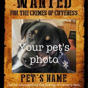 Pet Wanted Poster - Digital Image - Best Seller - Pet Poster - Etsy