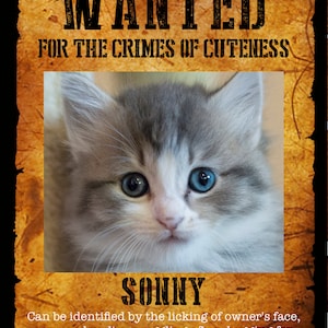 Pet Wanted Poster - Digital Image - Best Seller - Pet Poster - Etsy