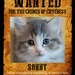 Pet Wanted Poster - Digital Image - Best Seller - Pet Poster - Etsy