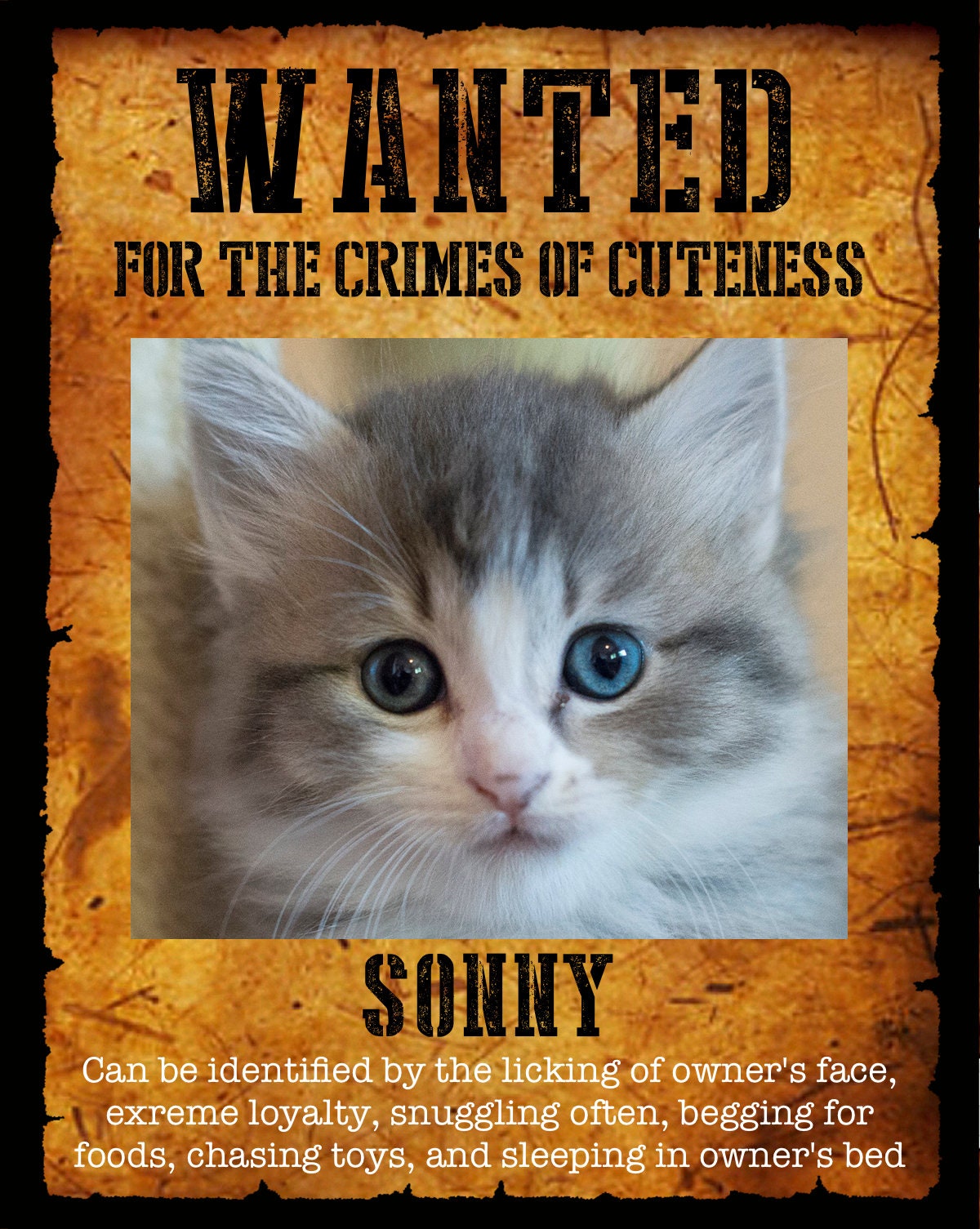 Pet Wanted Poster Digital Image Best Seller Pet Poster - Etsy