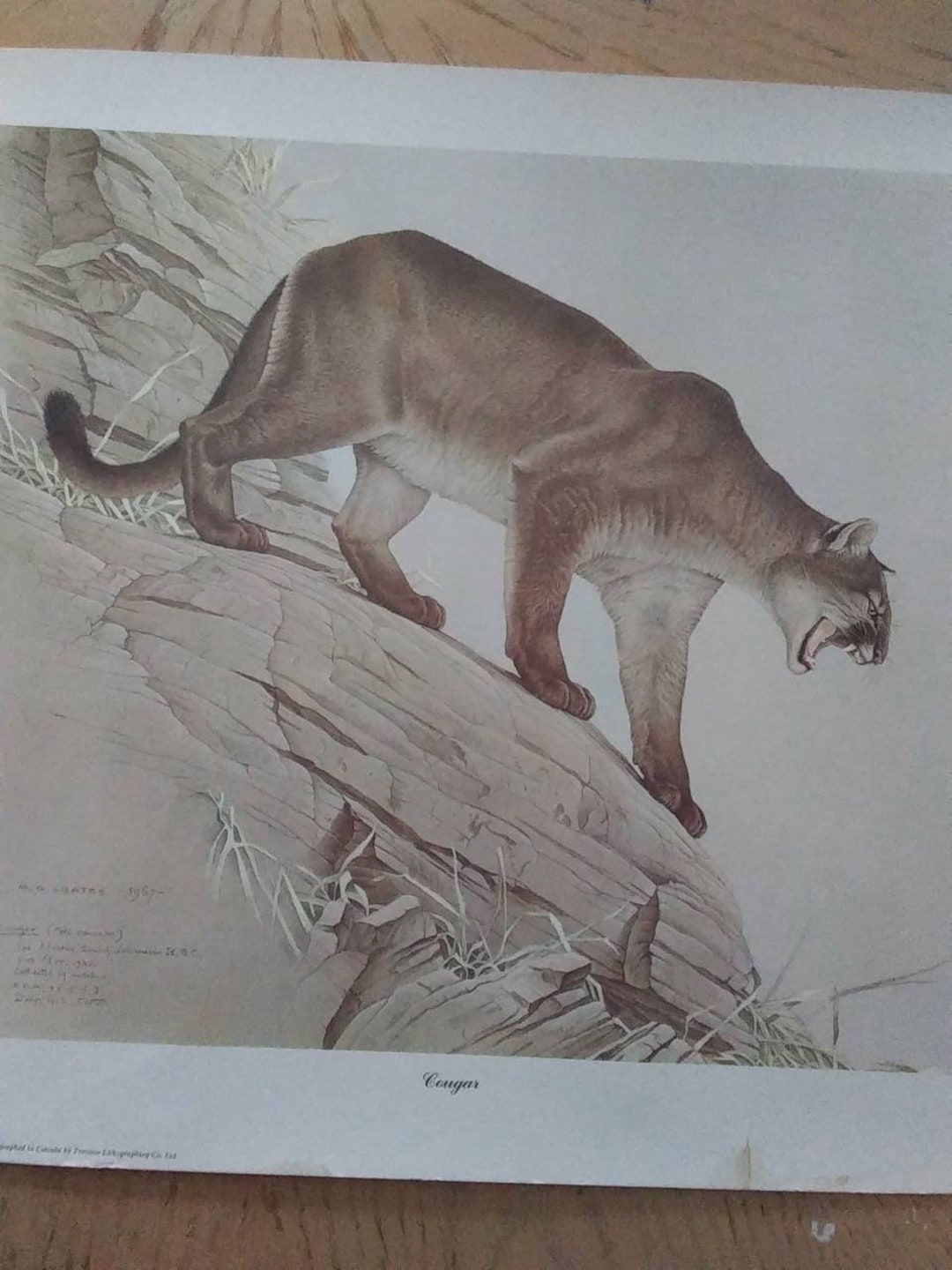 Vintage Martin Glen Loates Wildlife Canadian Lithograped Print 1967 ...