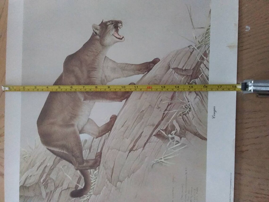 Vintage Martin Glen Loates Wildlife Canadian Lithograped Print 1967 ...