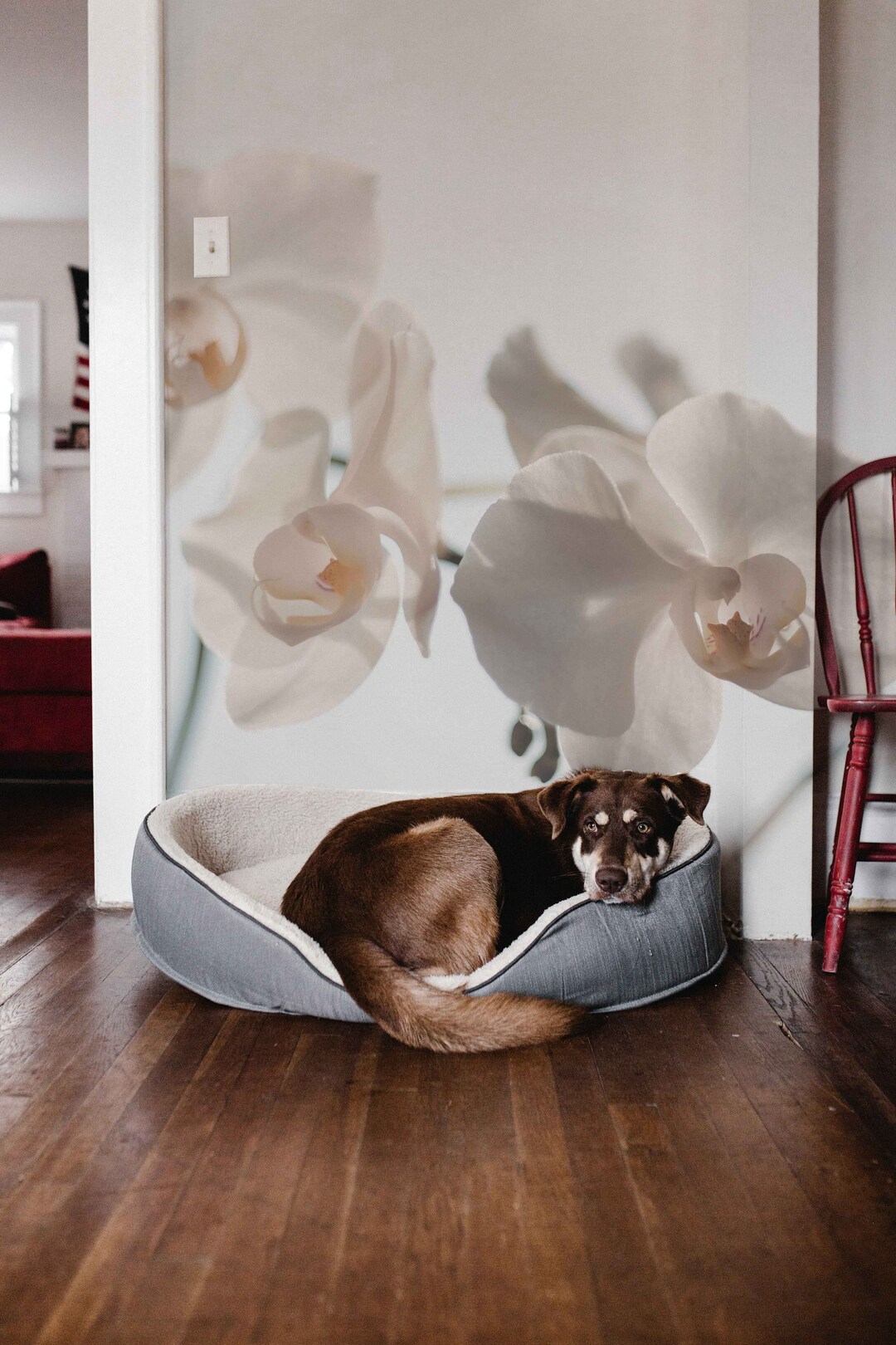 White Moth Orchid - Removable Wallpaper - Wall Mural - Peel and Stick ...