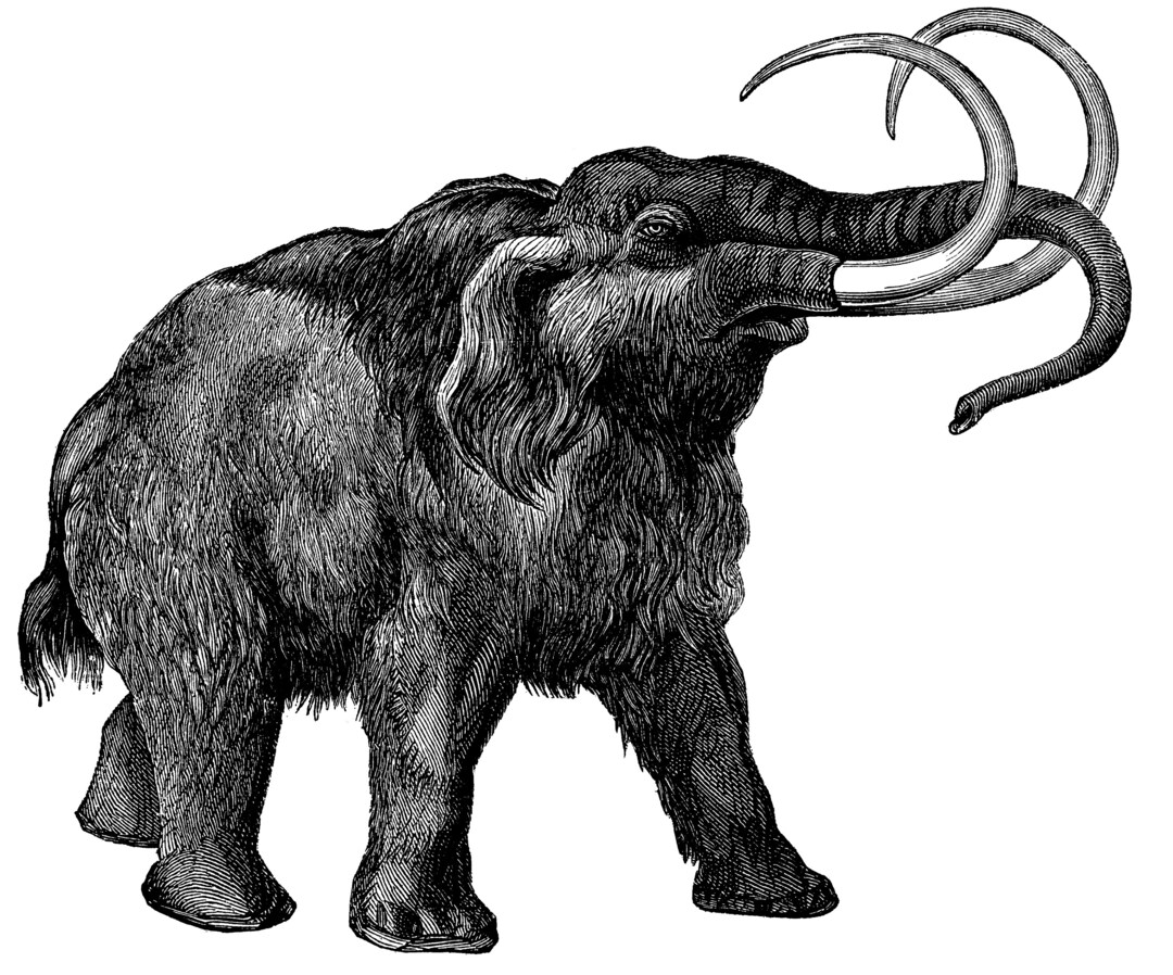 A Mammoth Print, Black White Graphic, Digital Download for Printable ...