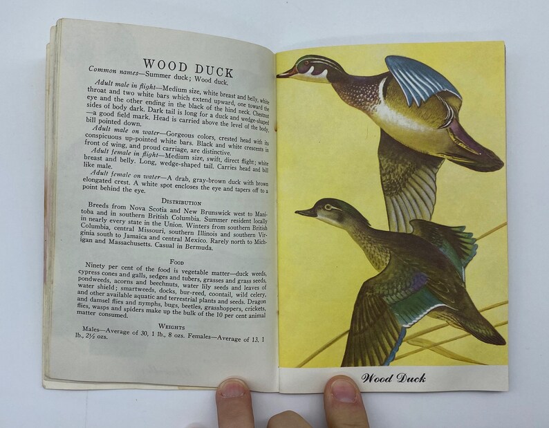 Vintage Sports Afield Know Your Ducks and Geese 1954 Sports - Etsy