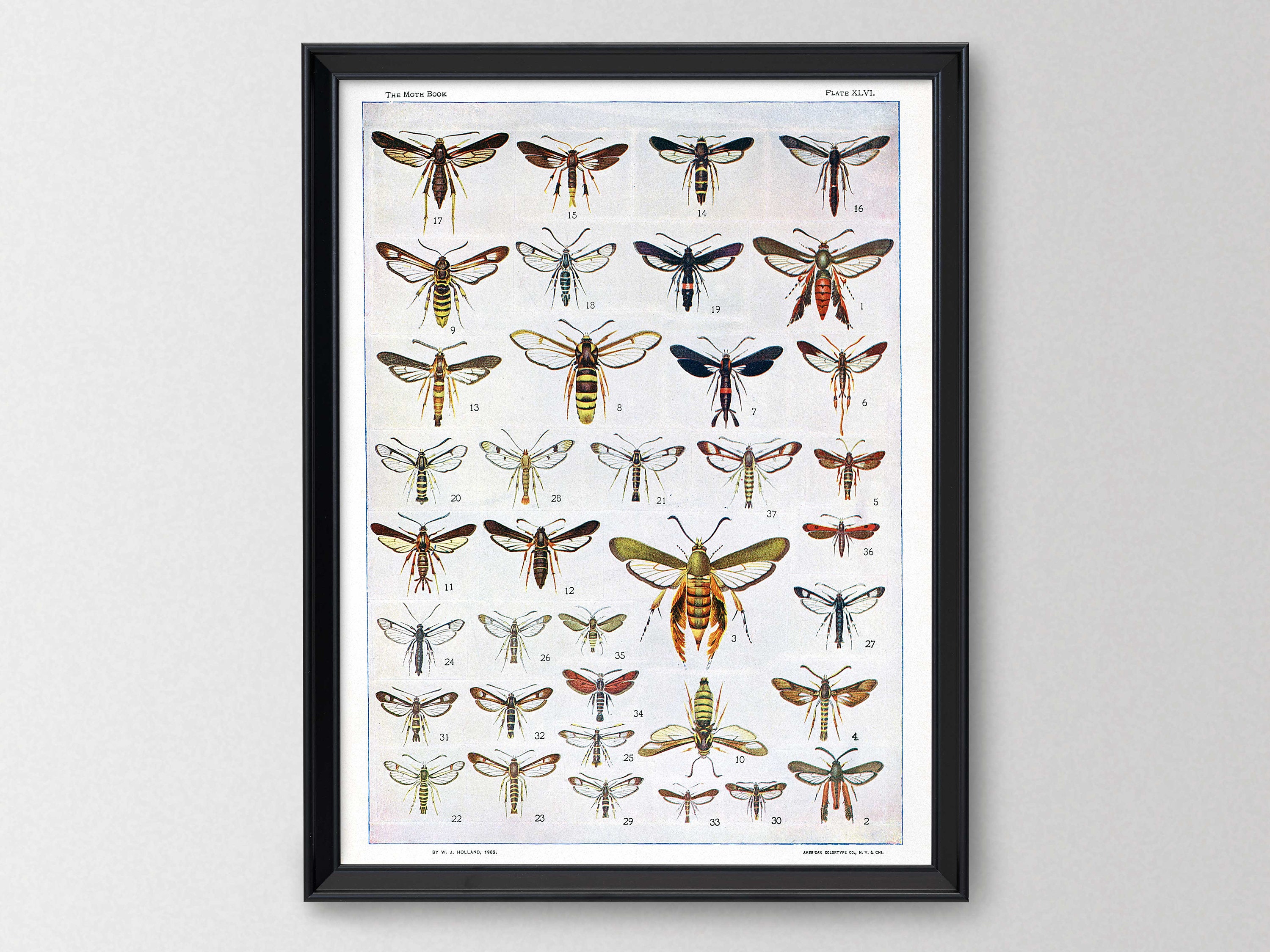 Vintage Nature Illustration, Moth Book Plate 1903, Rare Moth Print ...