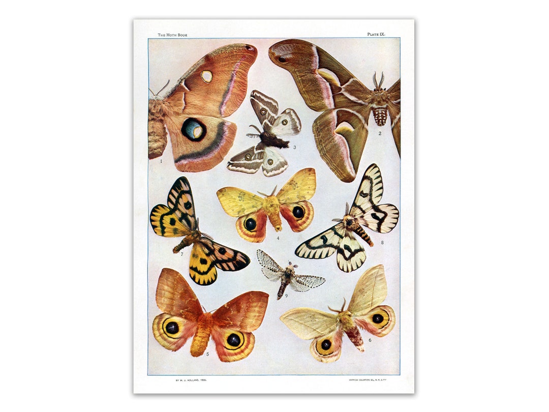 Antique Moth Print, Vintage Nature Illustration, Moth Book Plate 1903 ...