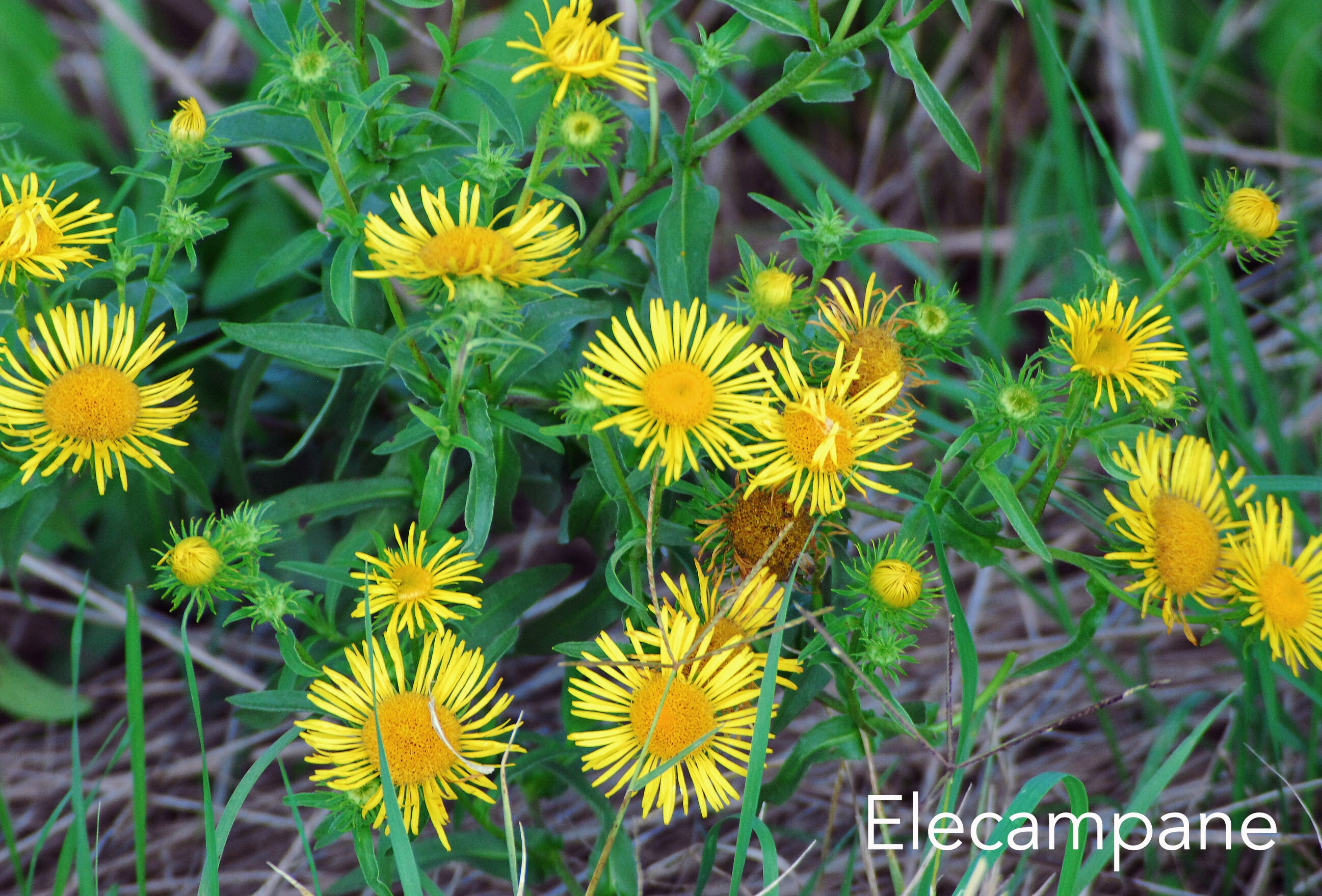 Cough Expectorant Tea Organic 2oz (30 Cups) - Etsy