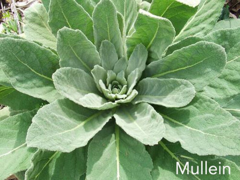 Cough Expectorant Tea Organic 2oz (30 Cups) - Etsy