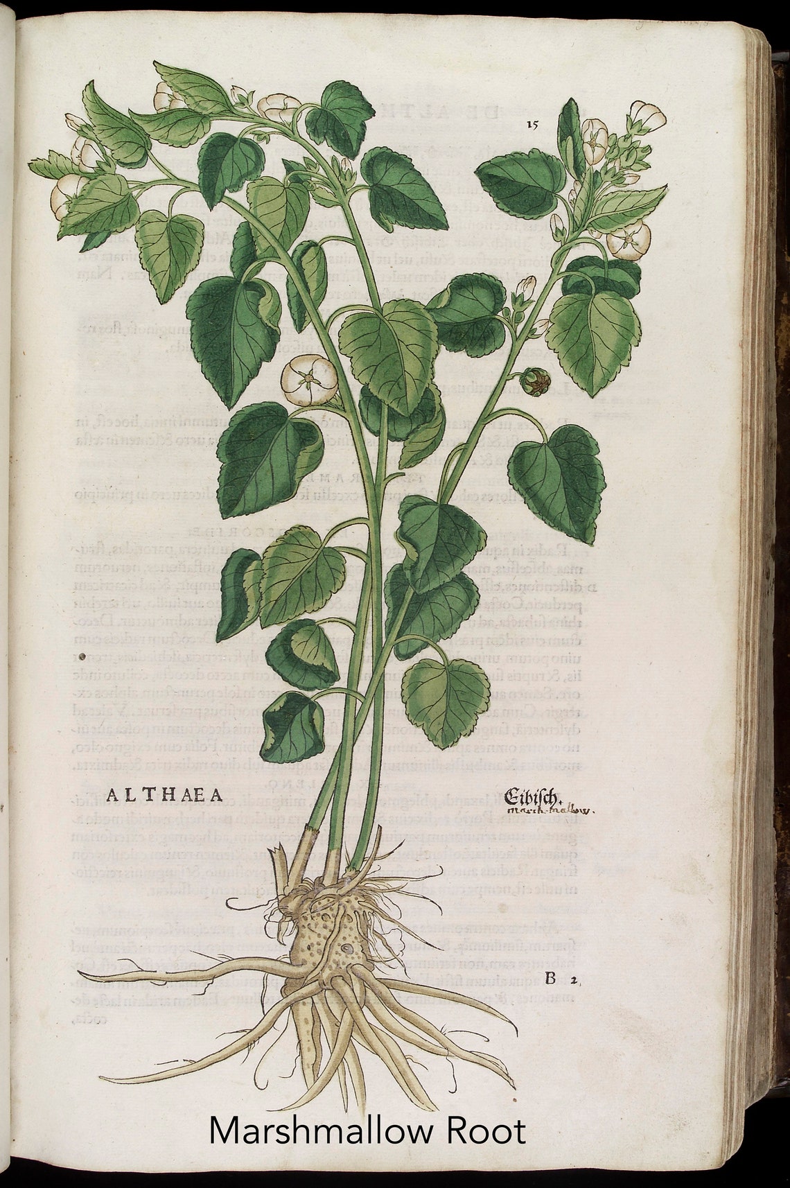 Cough Expectorant Tea Organic 2oz 30 Cups | Etsy