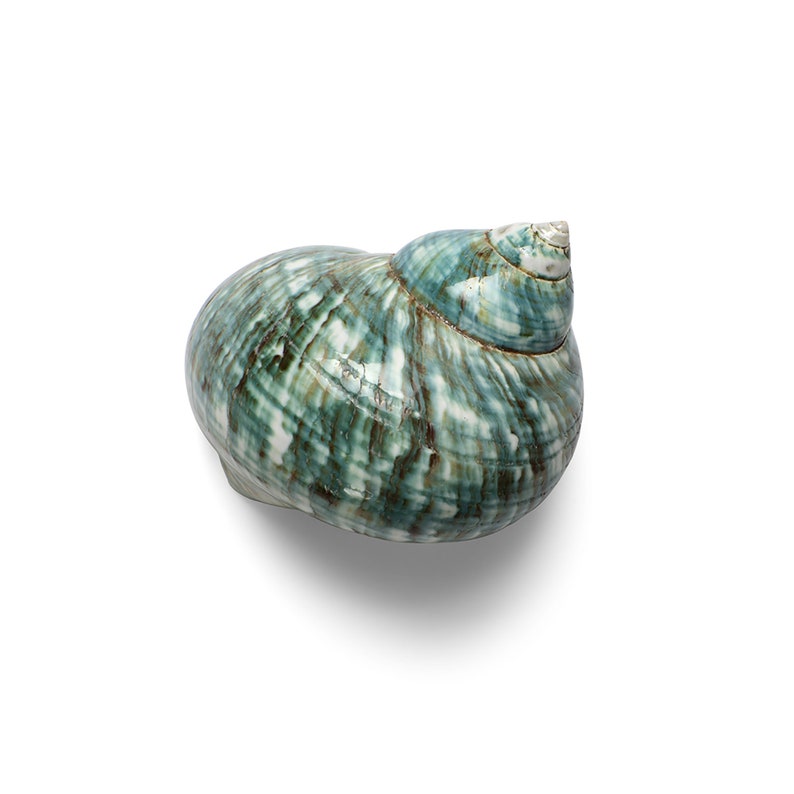 300 Seashell Photoshop Overlays, Seashell Overlay, Shell, Beach, Water ...