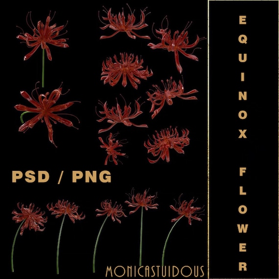 Equinox Flower PNG Bundlesblue /red Spider Lily Pngpsd - Etsy