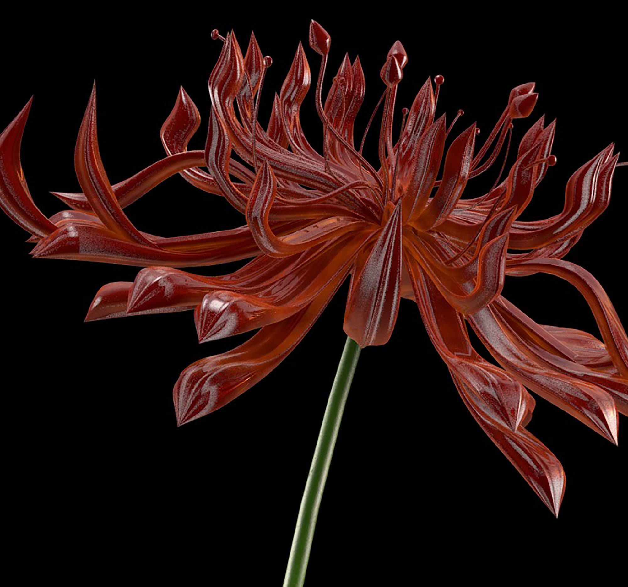 Red Spider Lily PNG Bundle: Equinox Flower Graphics (digital Download ...