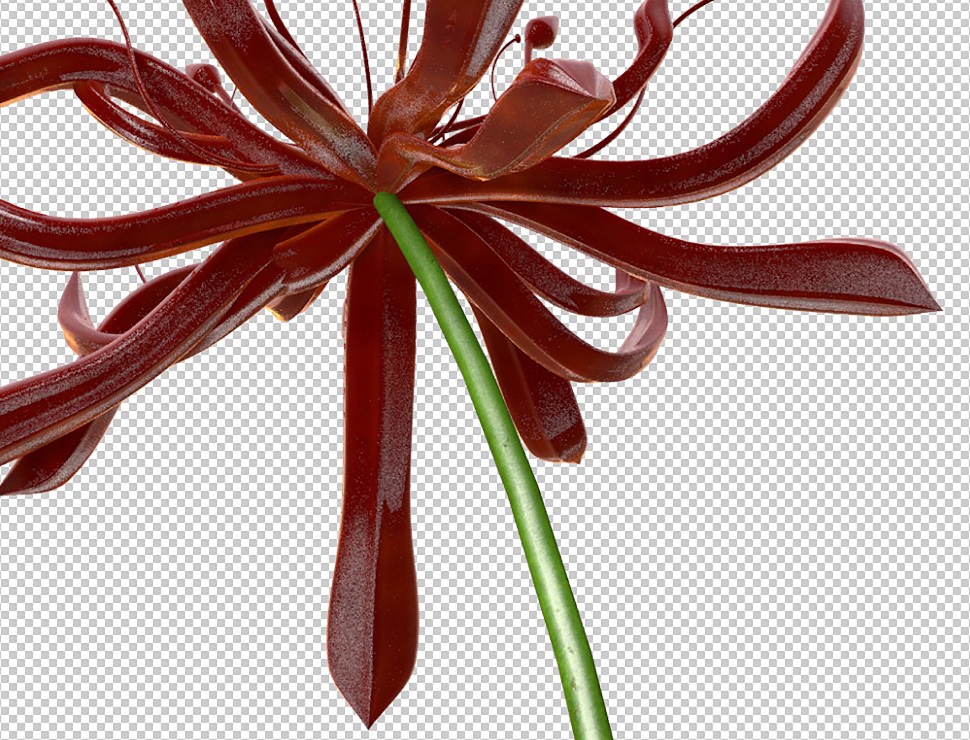 Red Spider Lily PNG Bundle: Equinox Flower Graphics (digital Download ...