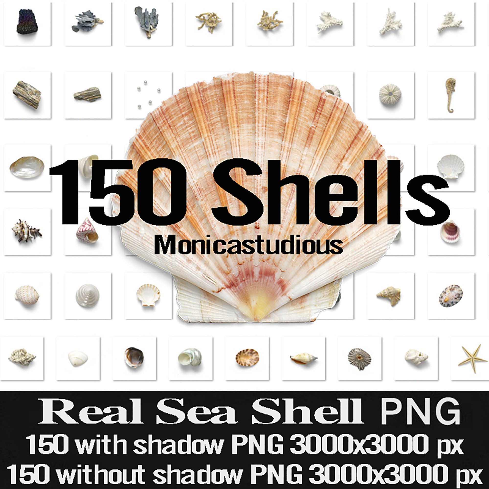 300 Seashell Photoshop Overlays, Seashell Overlay, Shell, Beach, Water ...