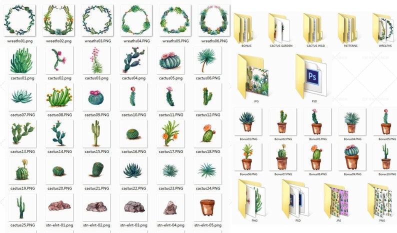 Watercolor Cactus Clipart: 63 PNG Succulent Designs (digital Download ...