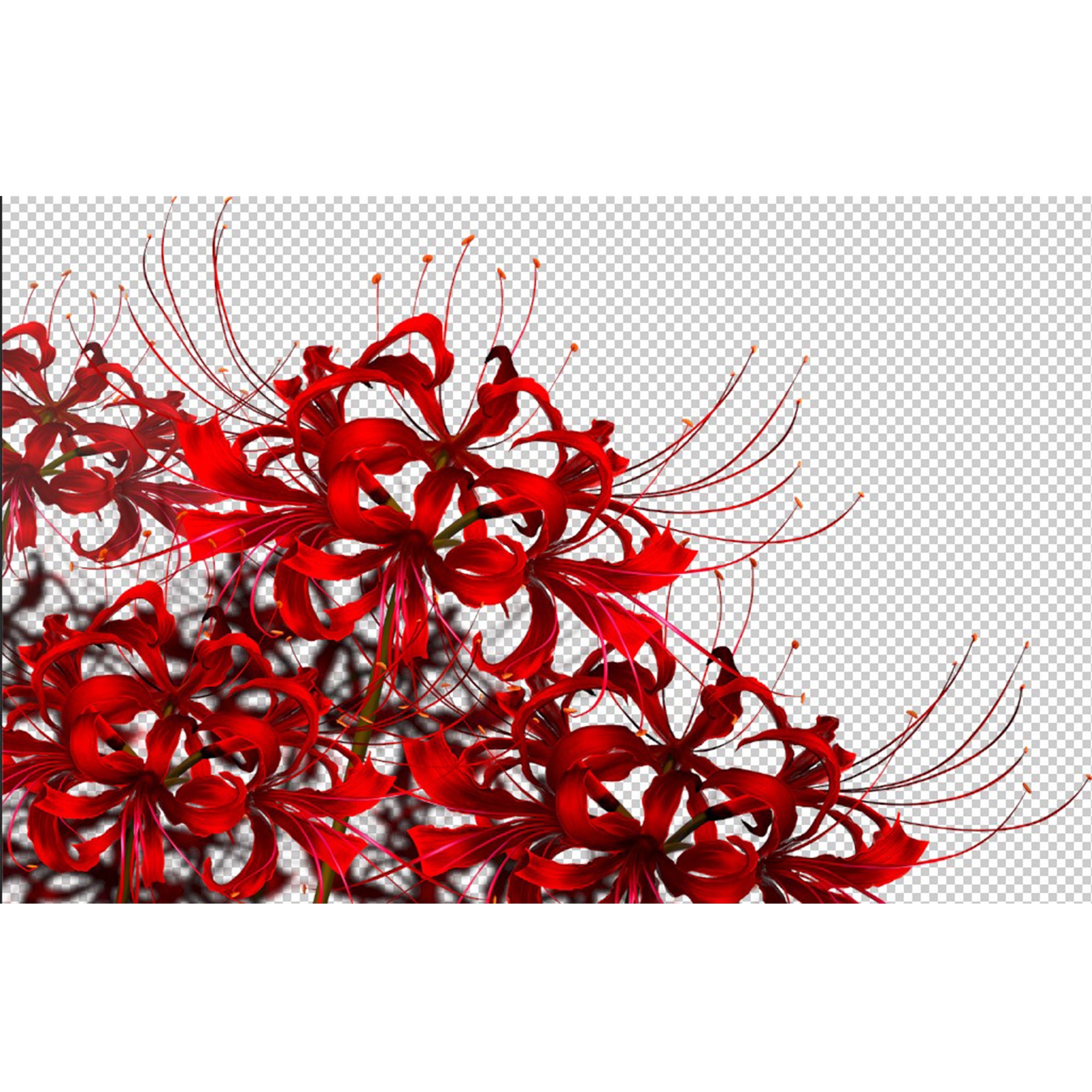 Red Spider Lily PNG Bundle: Equinox Flower Graphics (digital Download ...