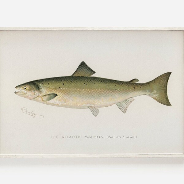 Print of Salmon - Etsy
