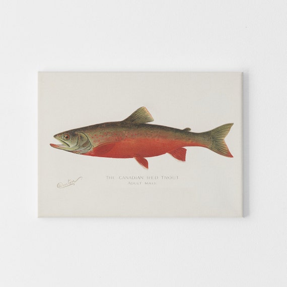 Sunapee Trout