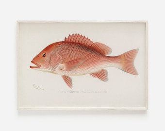 Red Snapper - Etsy