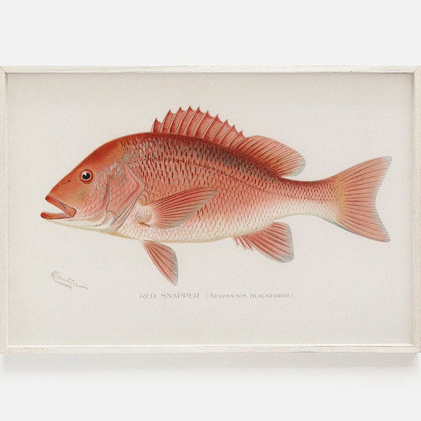 Snapper - Etsy