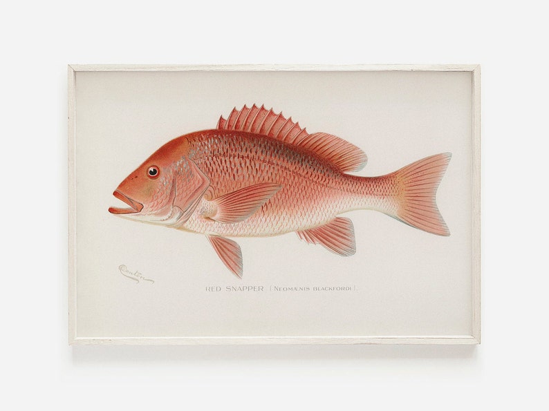 Red Snapper Art Red Fish Print Denton Fish Art Antique Vintage - Etsy