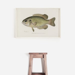 Rock Bass Art Denton Fish Print Rock Bass by S F Denton Rustic - Etsy
