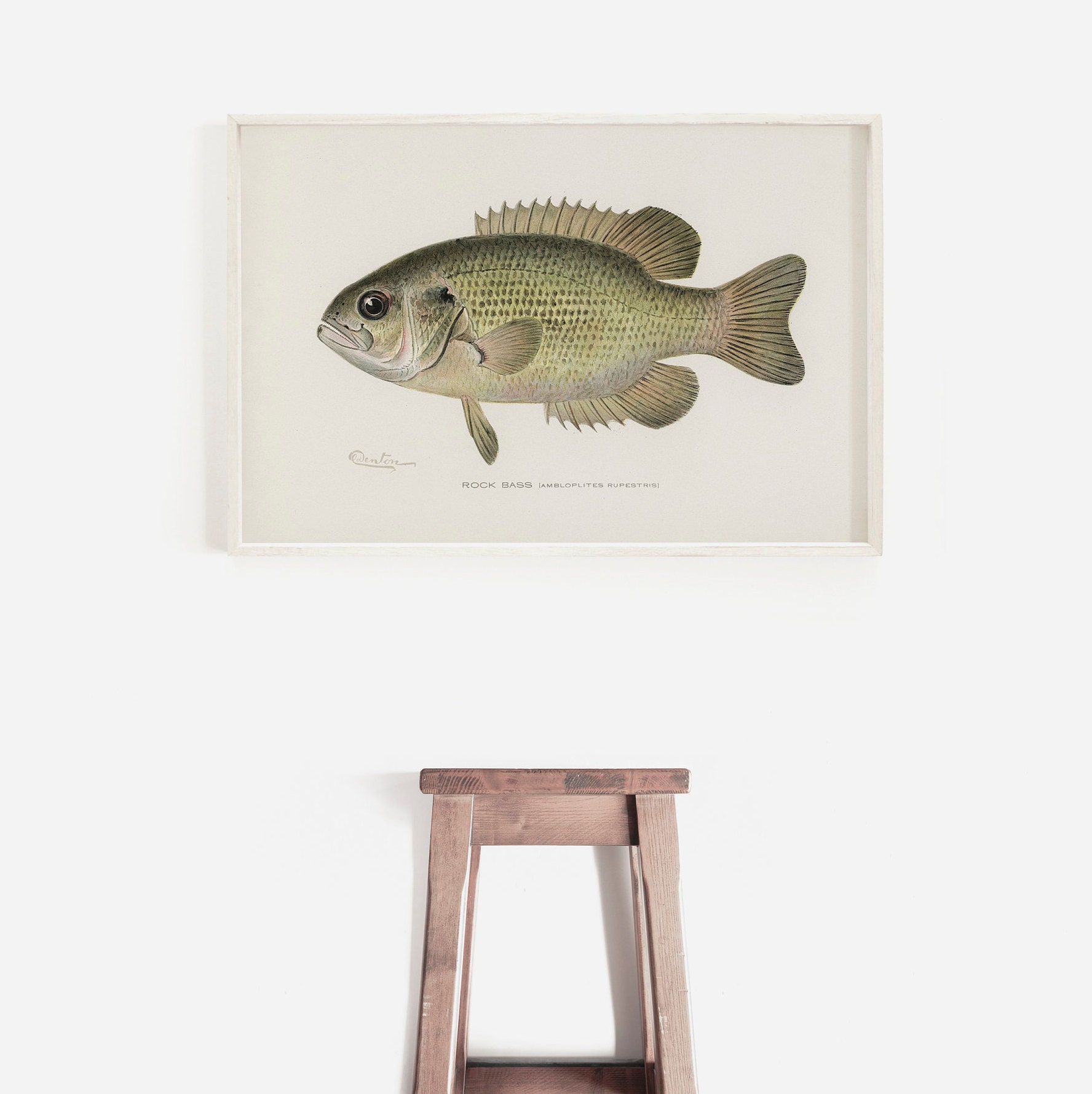 Rock Bass Art Denton Fish Print Rock Bass by S F Denton Rustic - Etsy