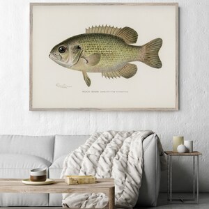 Rock Bass Art Denton Fish Print Rock Bass by S F Denton Rustic - Etsy