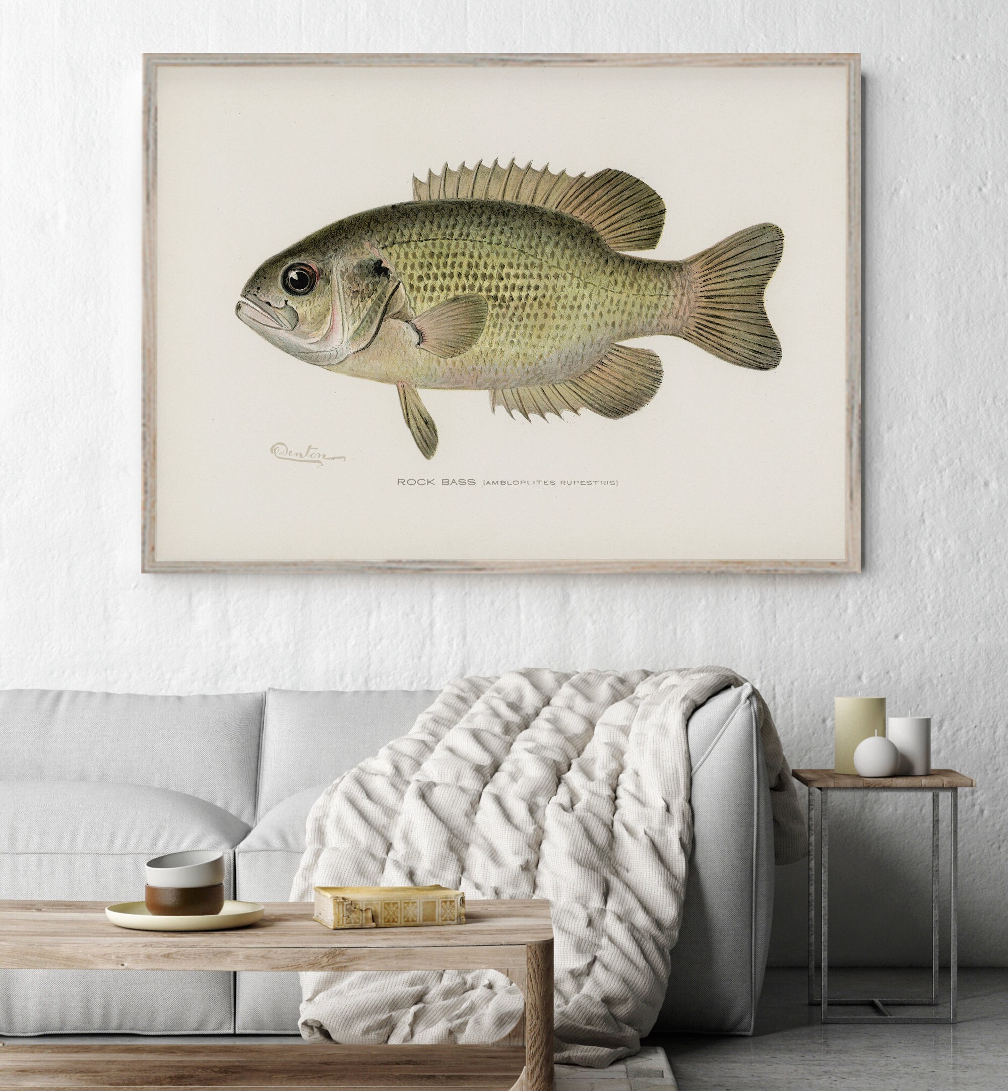 Rock Bass Art Denton Fish Print Rock Bass by S F Denton Rustic - Etsy