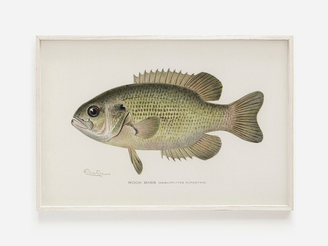 Rock Bass Art Denton Fish Print Rock Bass by S F Denton Rustic - Etsy