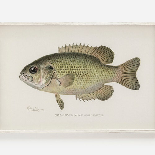 Rock Bass Art Denton Fish Print Rock Bass by S F Denton Rustic - Etsy