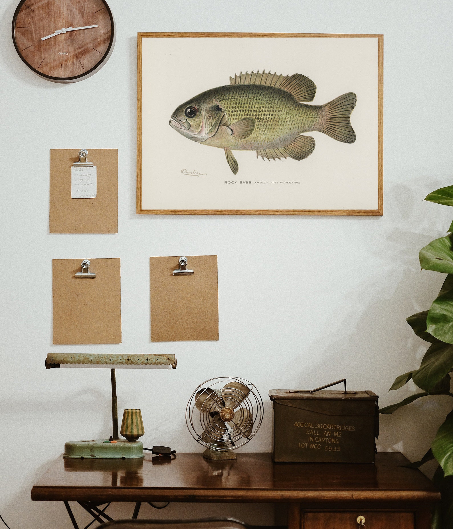 Rock Bass Art Denton Fish Print Rock Bass by S F Denton Rustic - Etsy